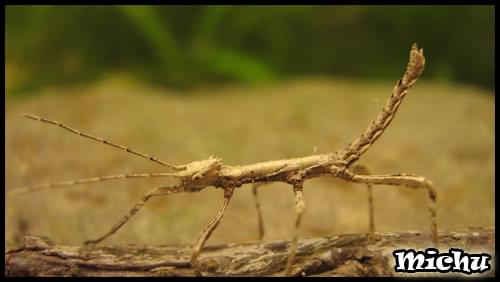 Moja hodowla (bezkręgowce) - Zdjęcia i filmy pozostałe - terrarium.pl